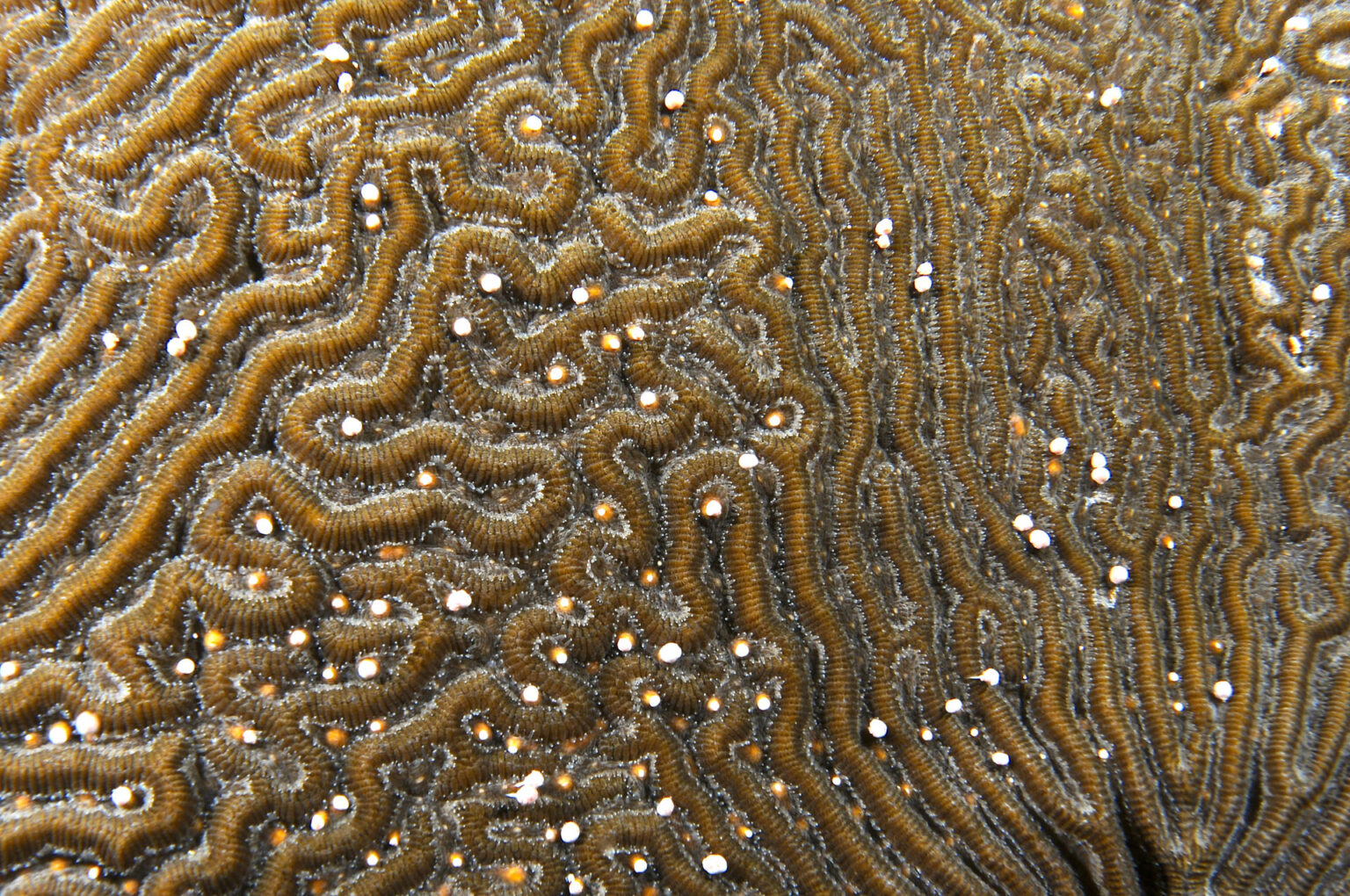 Great Barrier Reef Coral Spawning Guide - Divers Den