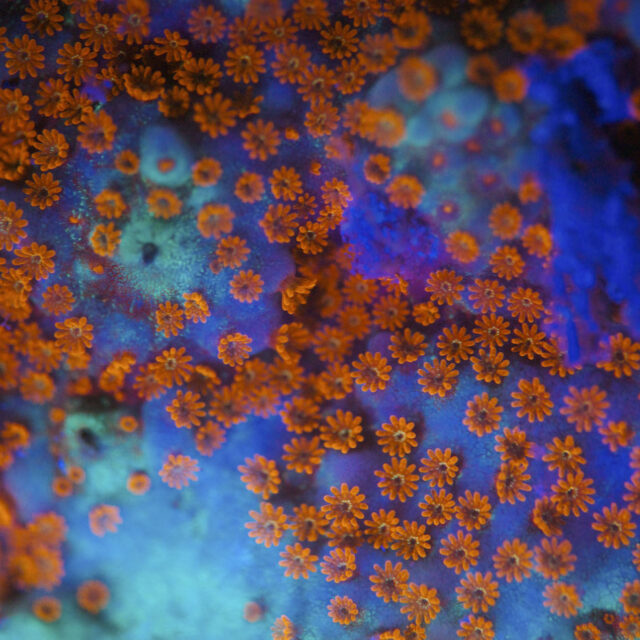 Fluoro Diving | Great Barrier Reef | Divers Den