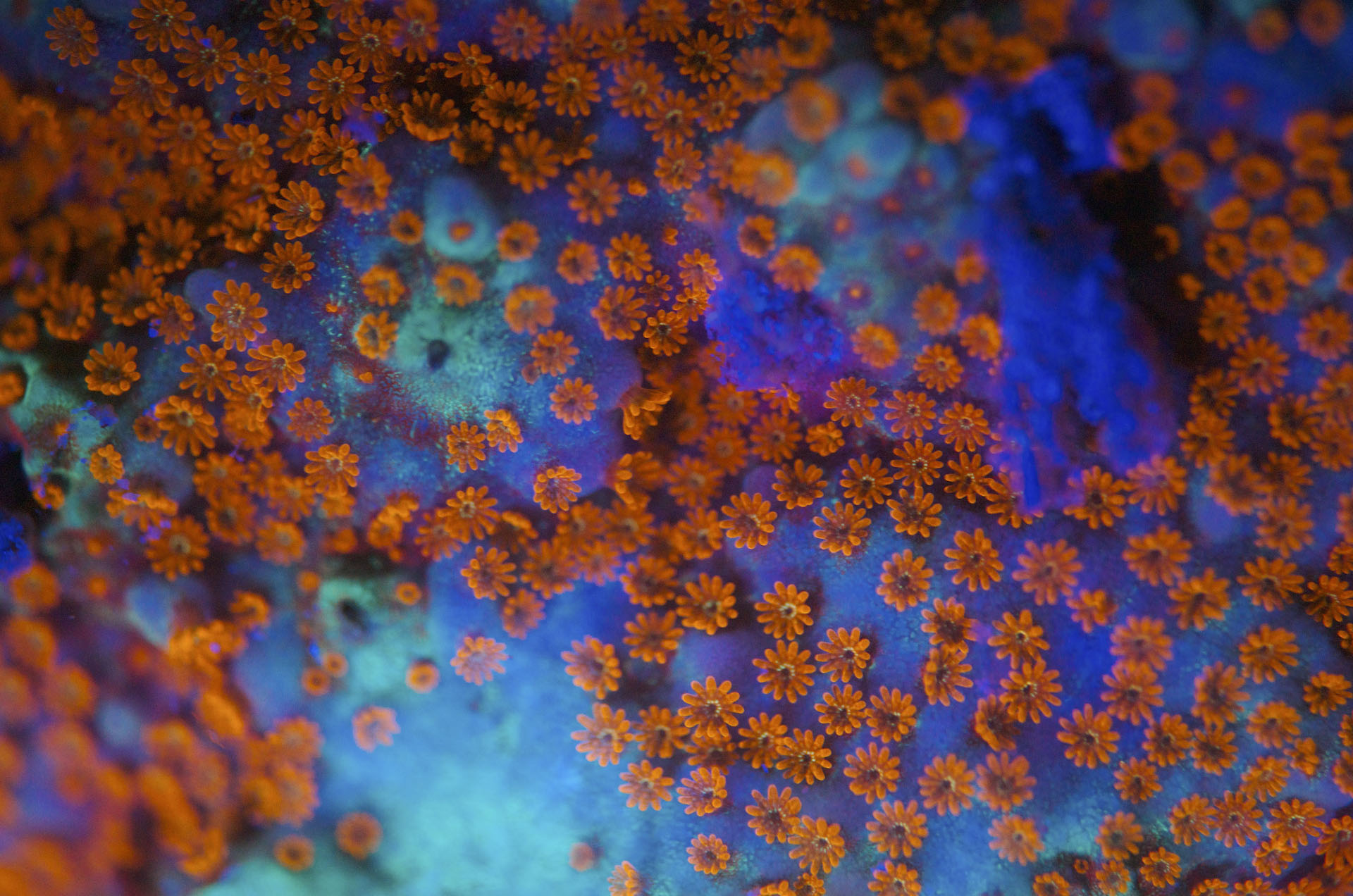 Fluoro Diving | Great Barrier Reef | Divers Den