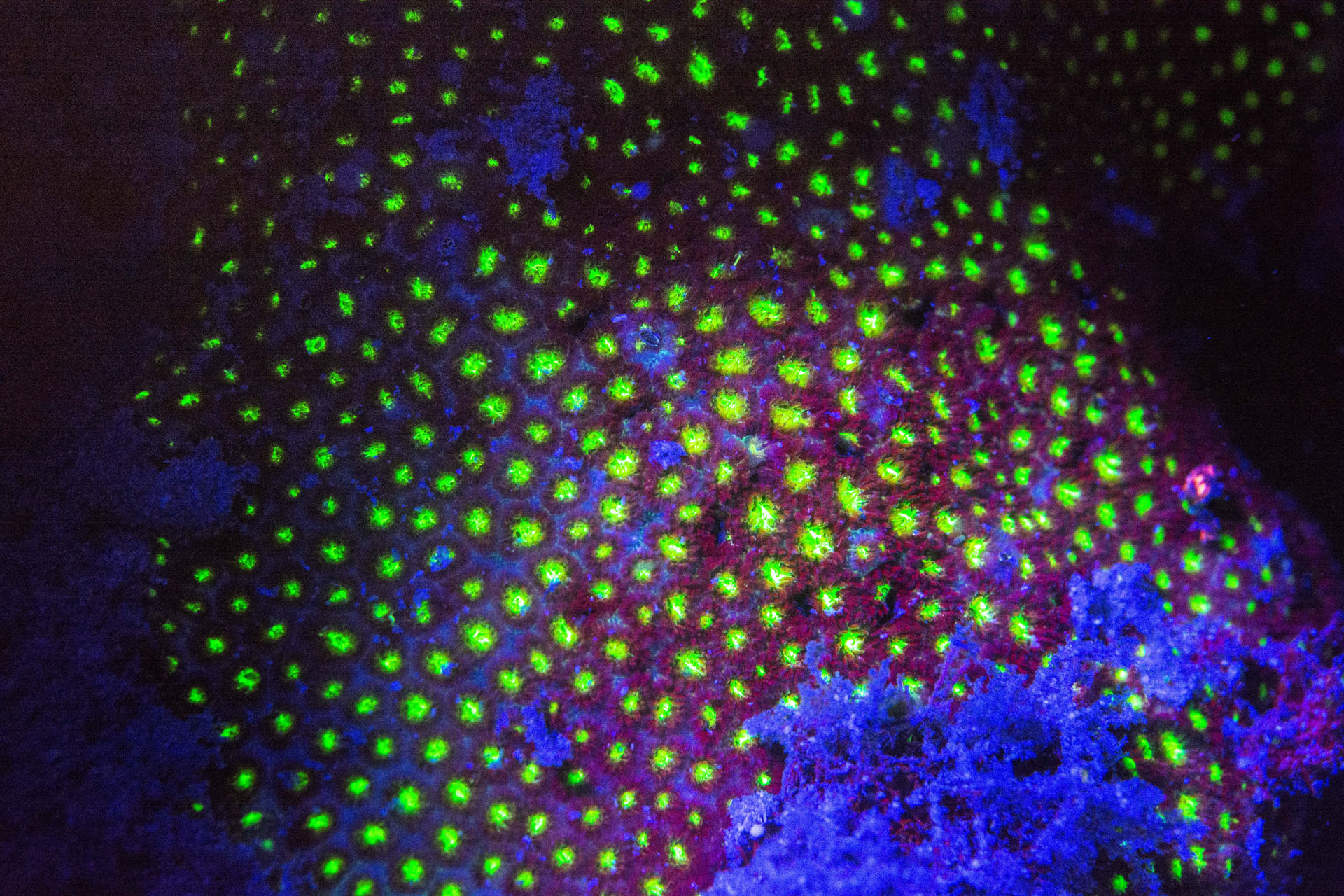 Fluoro Diving | Great Barrier Reef | Divers Den