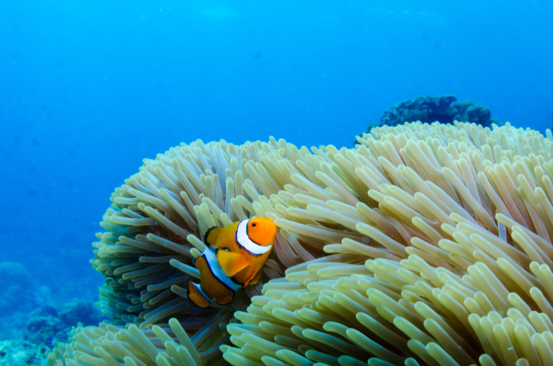 The Great Barrier Reef Great 8 - Divers Den