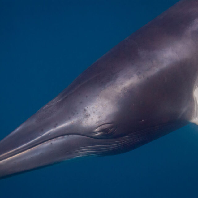 Minke Whale Expeditions From Cairns | Divers Den