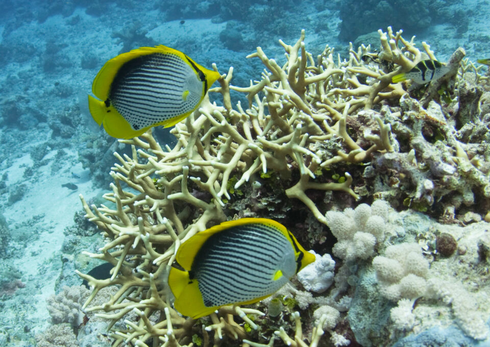 Great Barrier Reef Marine Wildlife Guide - Divers Den