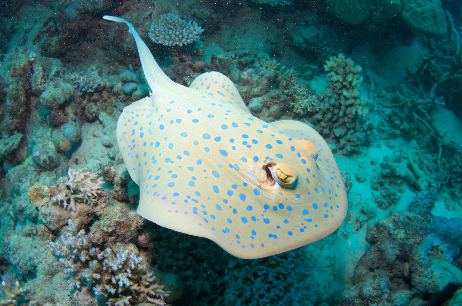 Great Barrier Reef Marine Wildlife Guide - Divers Den