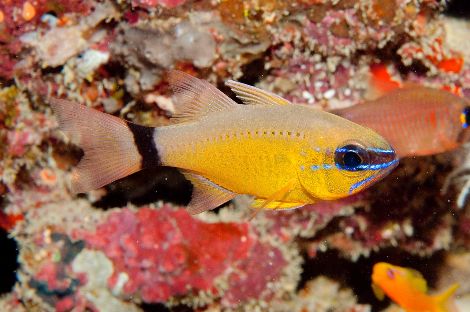 Great Barrier Reef Marine Wildlife Guide - Divers Den