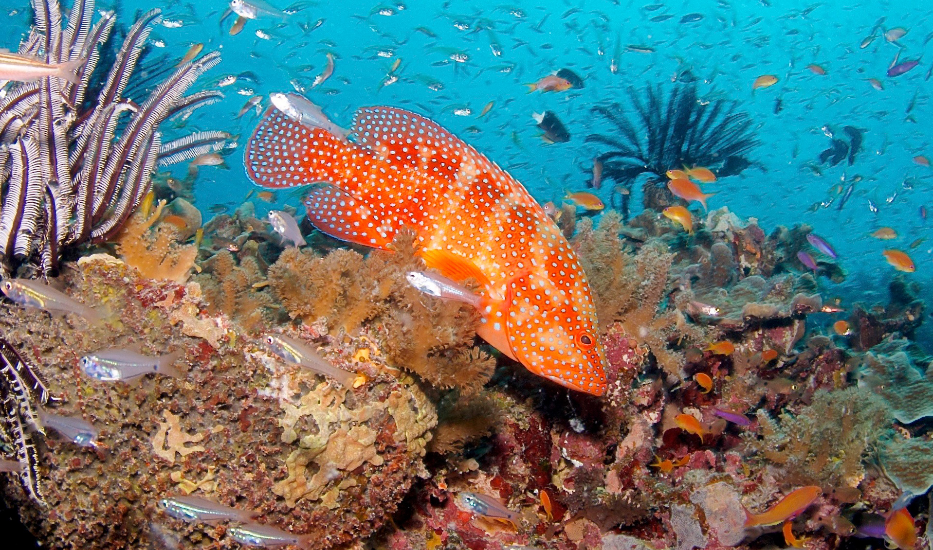 Great Barrier Reef Marine Wildlife Guide - Divers Den