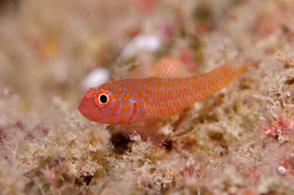 Great Barrier Reef Marine Wildlife Guide - Divers Den