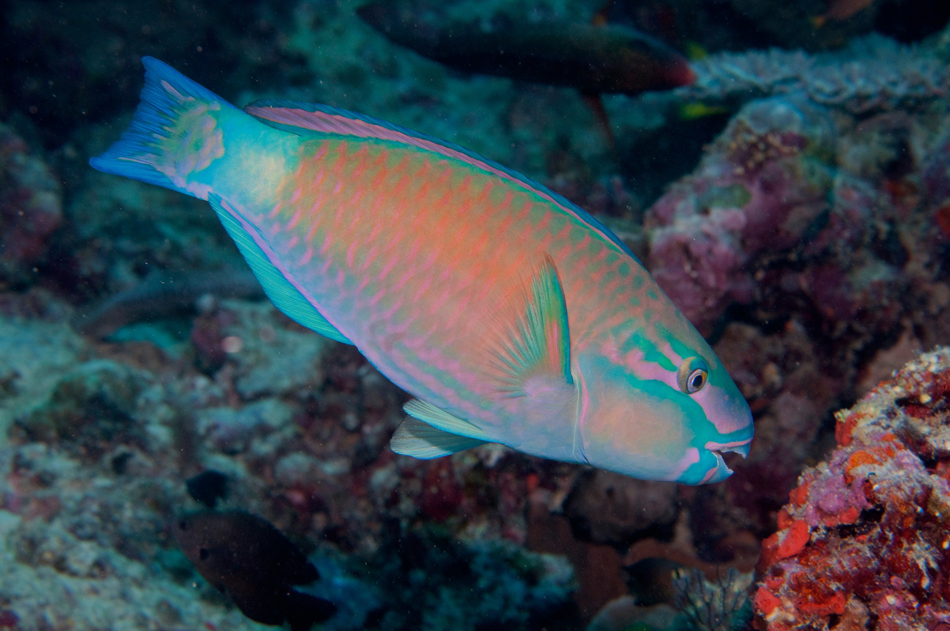 Great Barrier Reef Marine Wildlife Guide - Divers Den