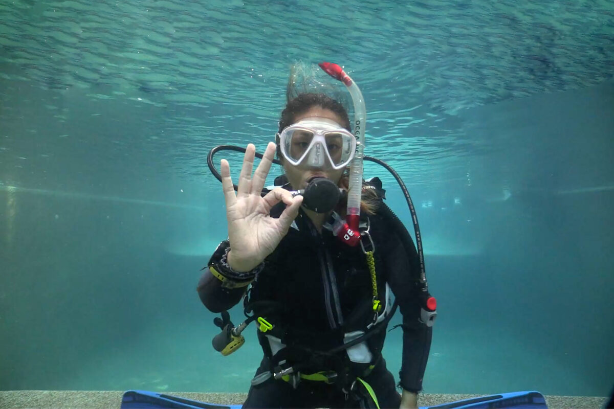 Learn to Dive with Confidence | Beginner's Guide for New Divers and Non ...